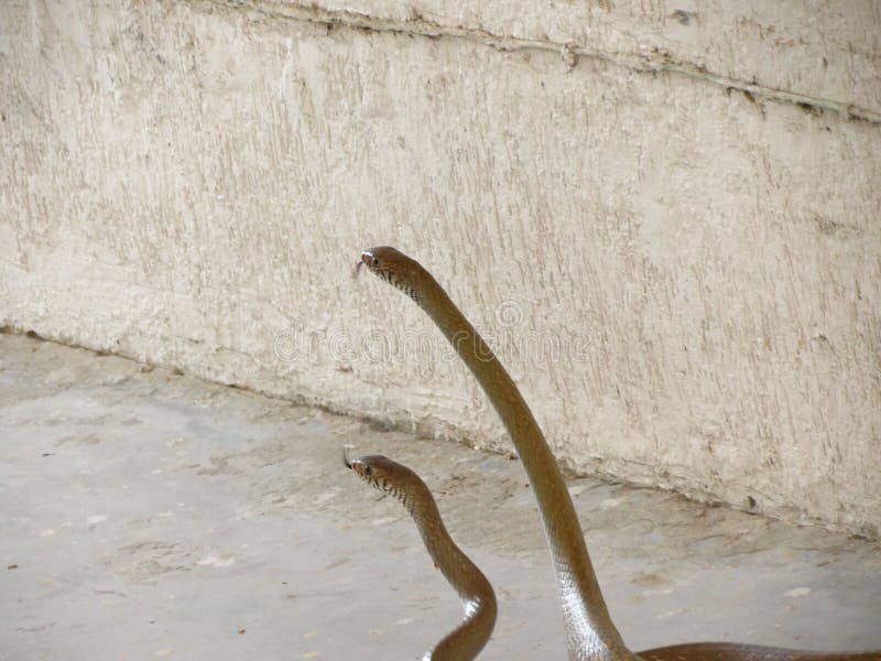 Two snakes on the ground stock image. Image of danger - 254634939