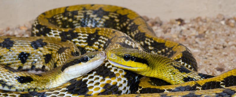 Two snakes head to head stock image. Image of heads, snakes - 29369125