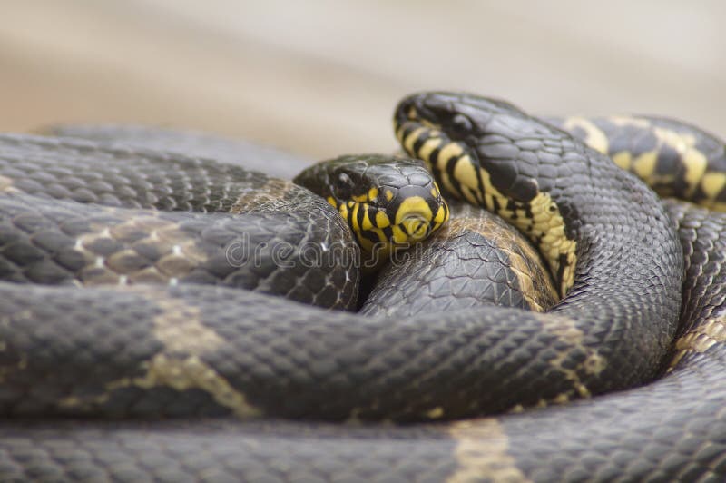 Two snakes stock image. Image of wildlife, animal, nature - 163070811