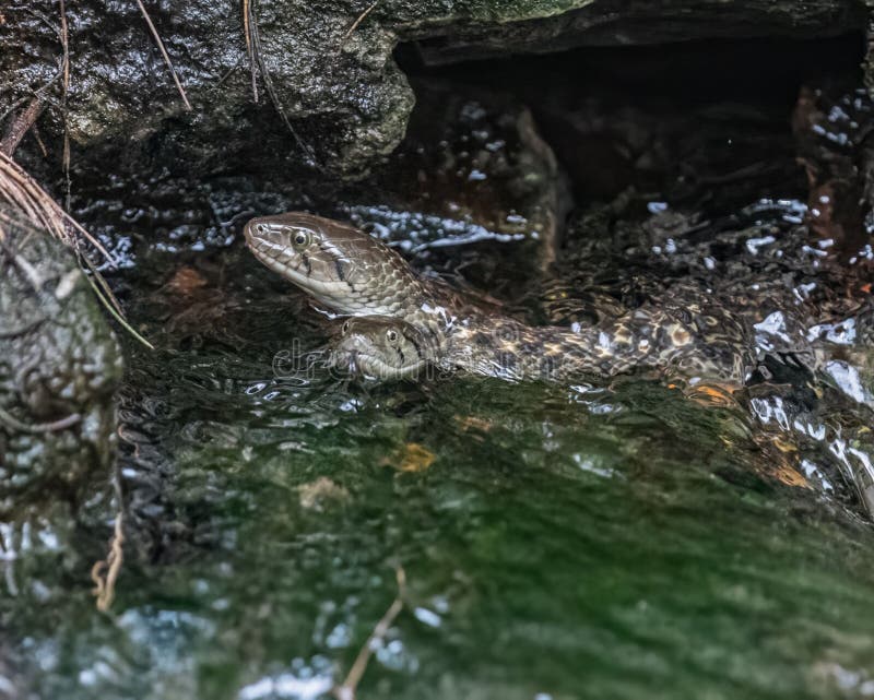 Two Snakes Swimming in the Water Stock Photo - Image of wildlife ...