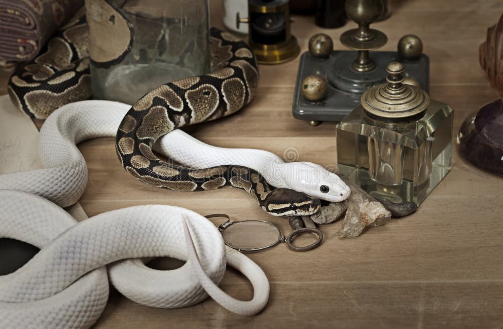 Two Snakes with Vintage Objects Stock Photo - Image of serpent, vintage ...