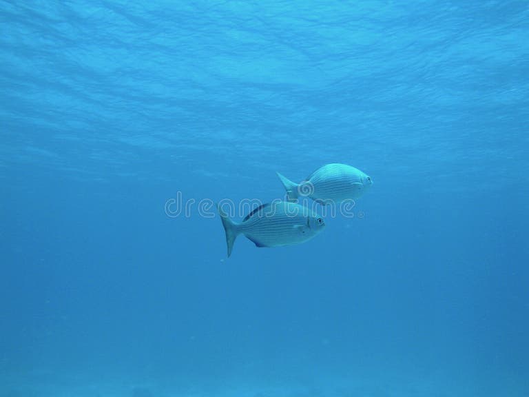 Two snapper fish stock photo. Image of underwater, infinity - 15358188