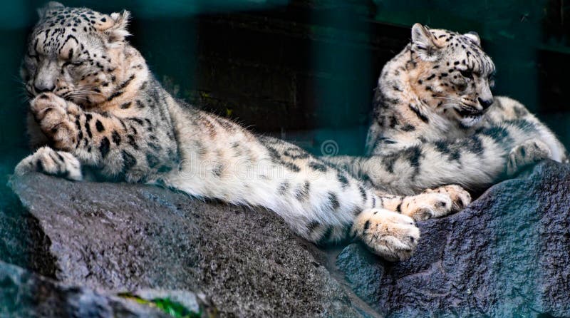 Snow Leopards stock photo. Image of sister, eyes, wild - 14205392