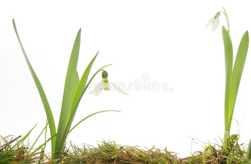 Two snowdrops stock image. Image of snowdrop, shoot, young - 12852801