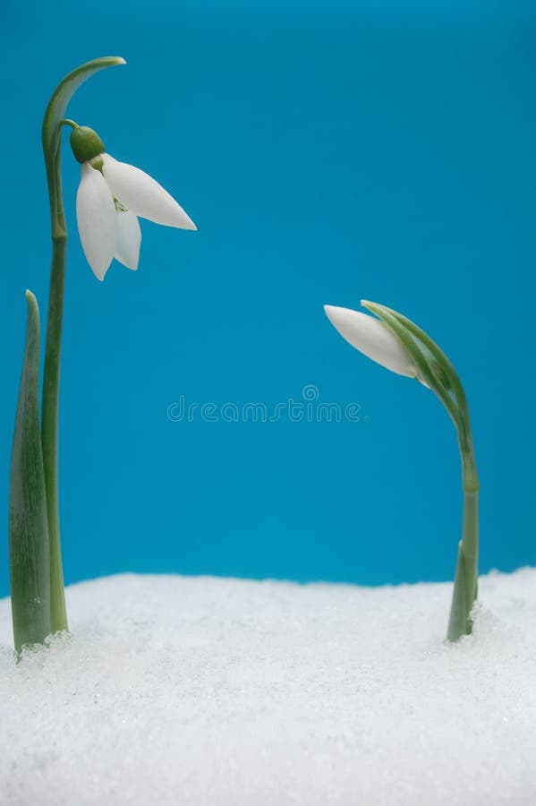 Two snowdrops stock image. Image of flower, colors, growth - 12858737