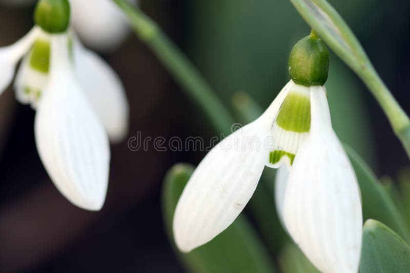 Two snowdrops close up stock image. Image of blossom - 37993129