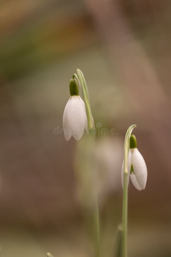 Two Snowdrops (Galanthus) in an Early Stage Stock Photo - Image of ...
