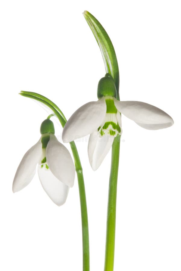 Two snowdrops isolated stock image. Image of winter, petal - 16627199
