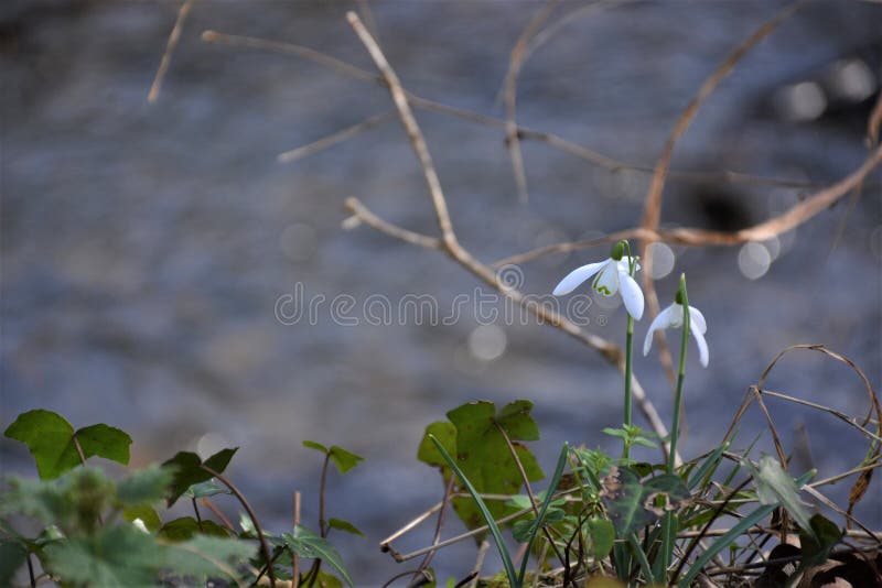 Two Snowdrops, Nature stock image. Image of petal, floral - 156995897