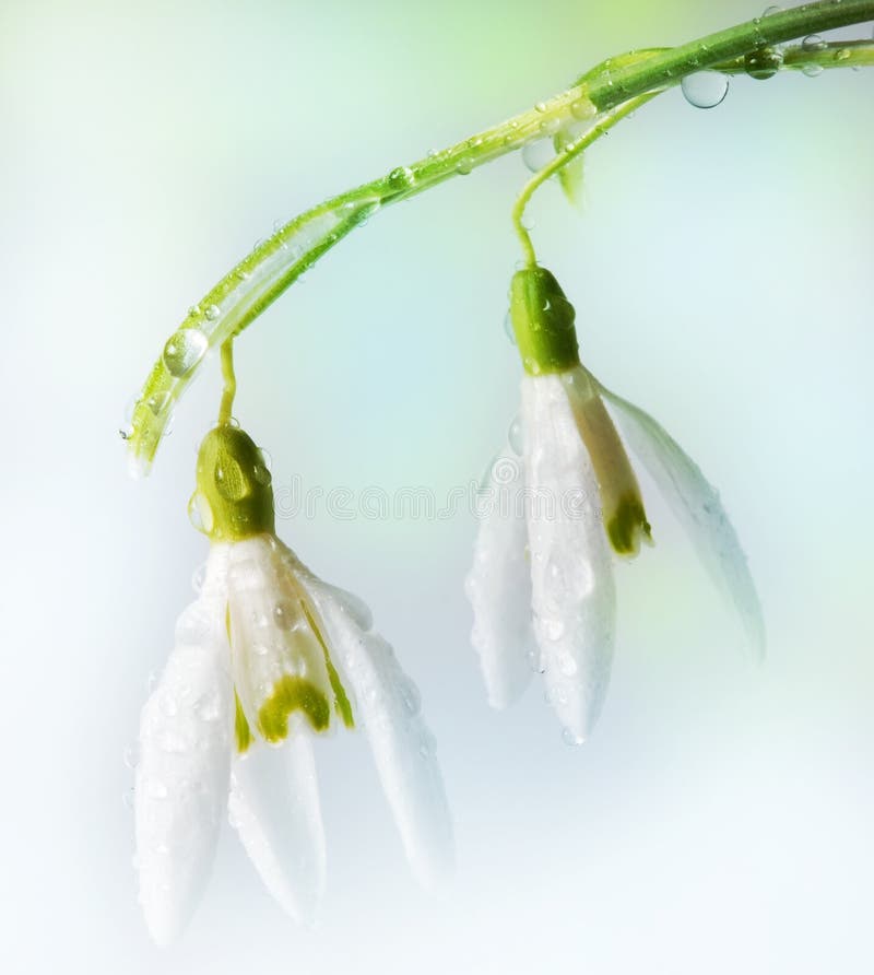 Two Snowdrops with Rain Drops Stock Photo - Image of botanical, flora ...