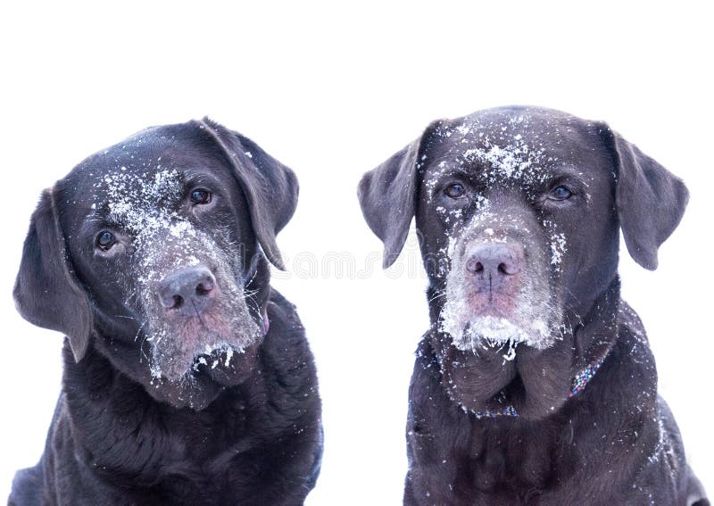 Two snowy labradors stock photo. Image of labradors - 138703310