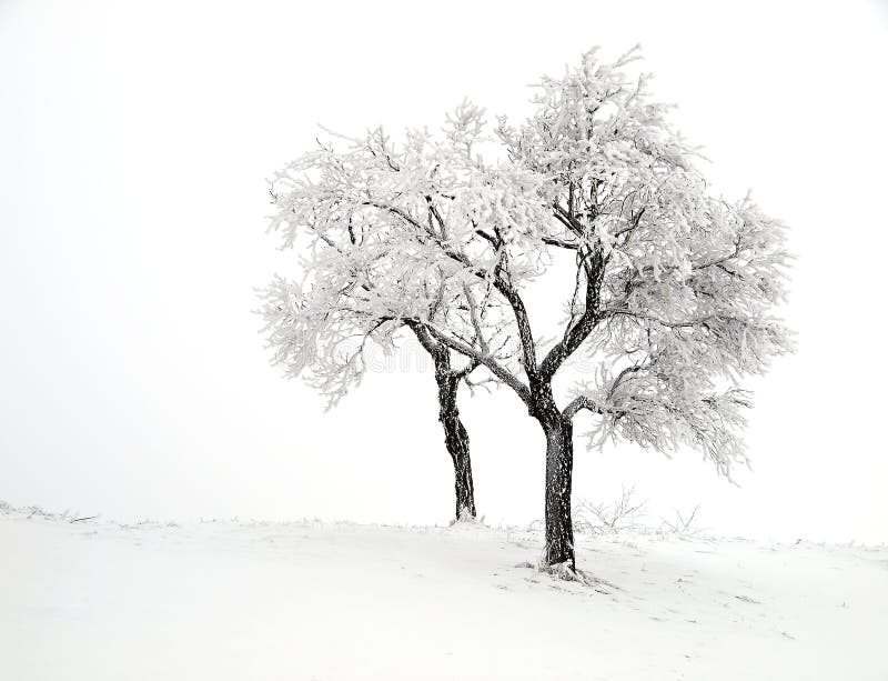 Two snowy trees stock image. Image of trees, landscape - 21301185