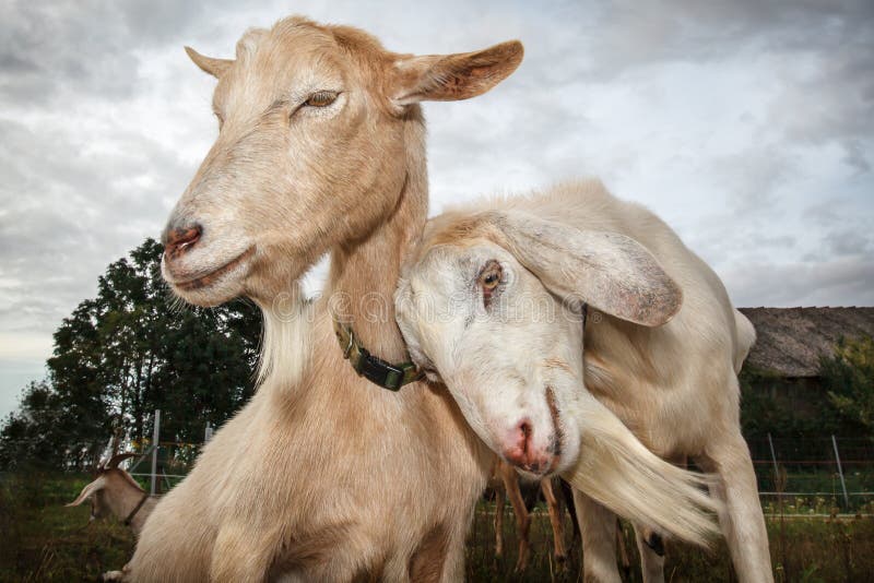 Two snuggle up goats stock image. Image of funny, countryside - 113978315