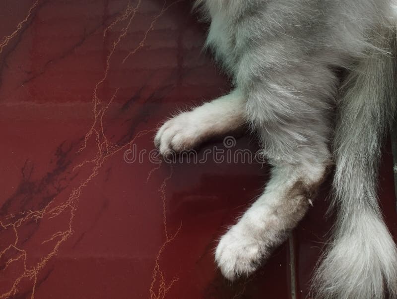 Two Soft Legs and a Tail on a Glossy Red Tile Surface. Captured in ...