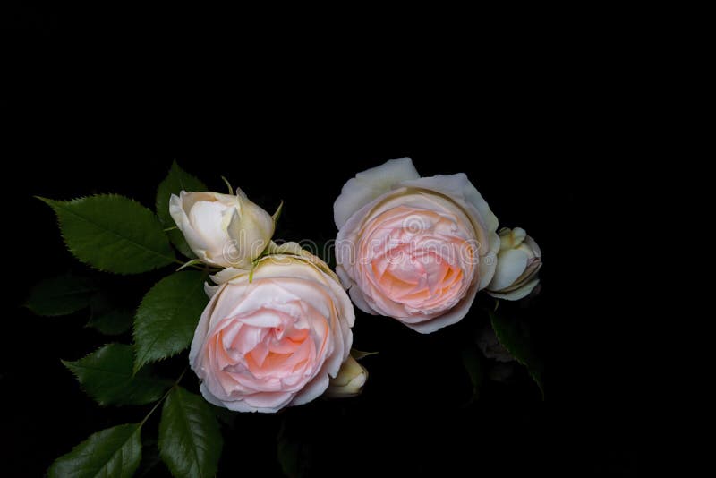 Two Pale Pink Roses for a Wedding Stock Image - Image of wedding ...