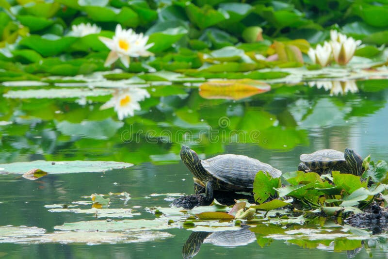 Turtle and Lotus Flowers, Nature and Environment Stock Image - Image of ...