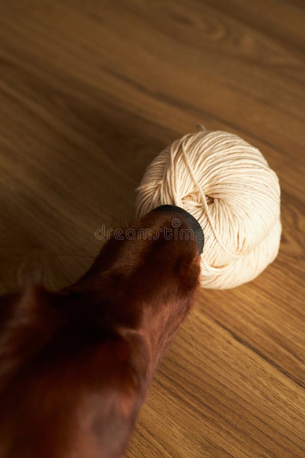 Two Soft Skeins of Yarn on the Table Stock Image - Image of color ...