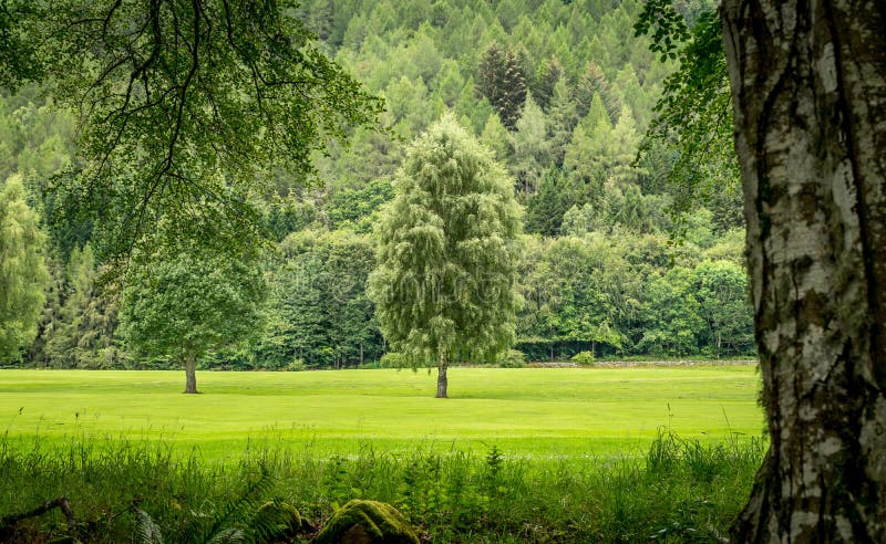Small forest clearing stock image. Image of spruce, quiet - 31701371