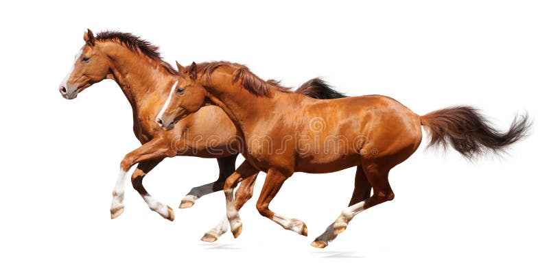 Two sorrel horses stock image. Image of herd, sorrel - 10364193