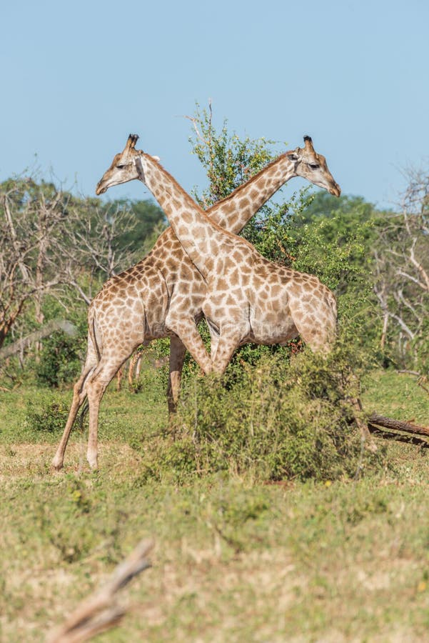 South African Giraffe Bending with Splayed Legs Stock Photo - Image of ...