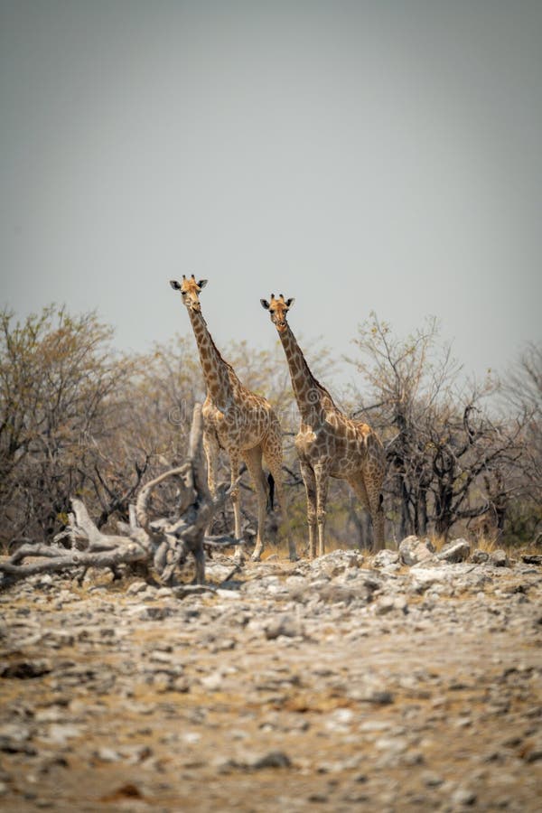 Two Southern Giraffe Stand by Rocky Pan Stock Image - Image of namibian ...