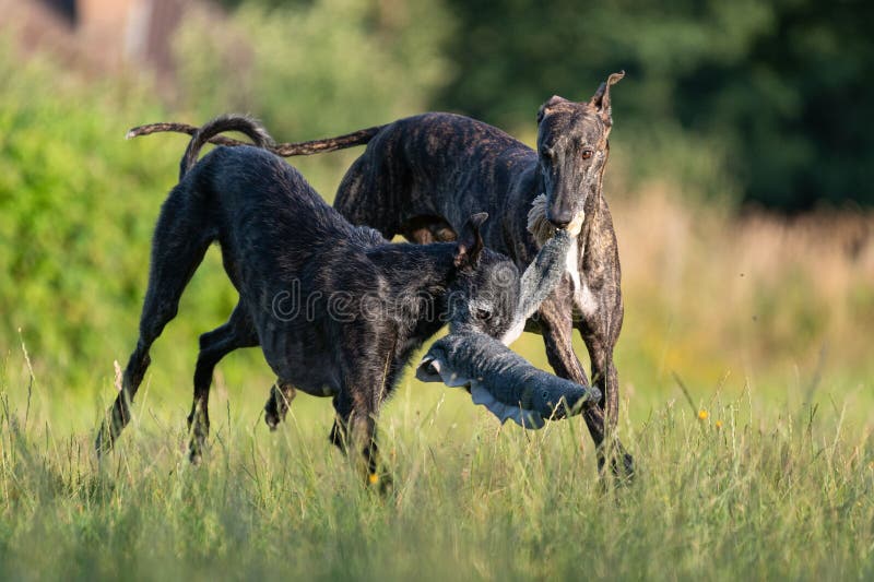 Spanish Galgo Dogs Fighting Each Other Stock Image - Image of playful ...