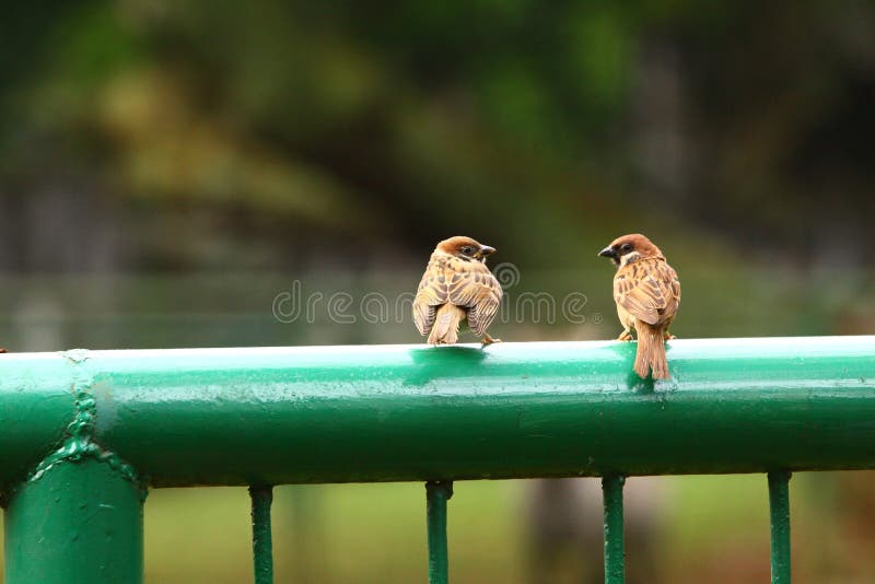 Two Sparrow Birds Doing Conversation Stock Photo - Image of greet ...