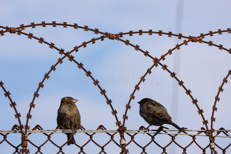 Two Sparrow Birds Standing on the Wire Stock Photo - Image of animal ...