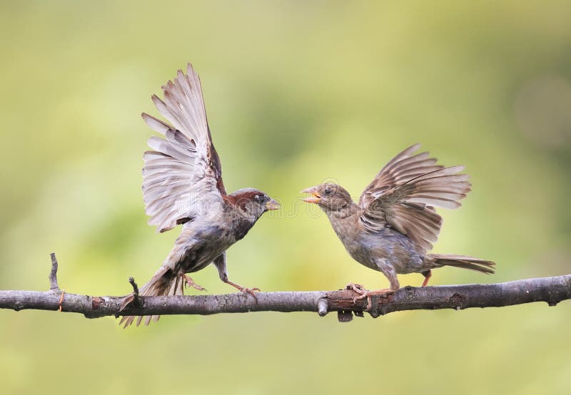 299 Angry Sparrow Stock Photos - Free & Royalty-Free Stock Photos from ...