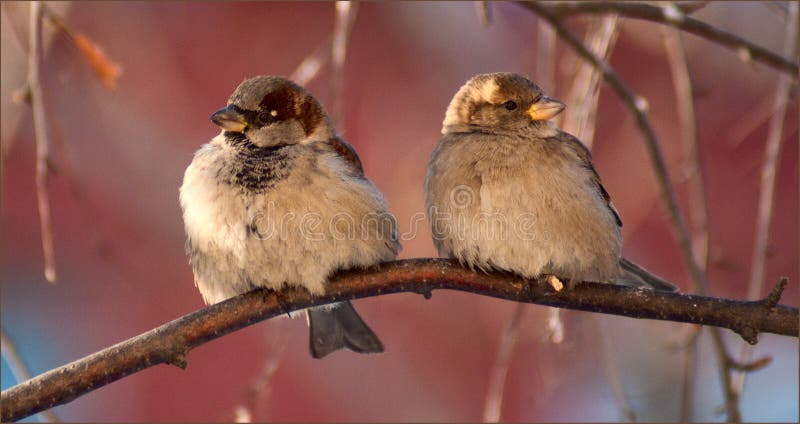 Two sparrows stock image. Image of city, colorful, sitting - 30035907