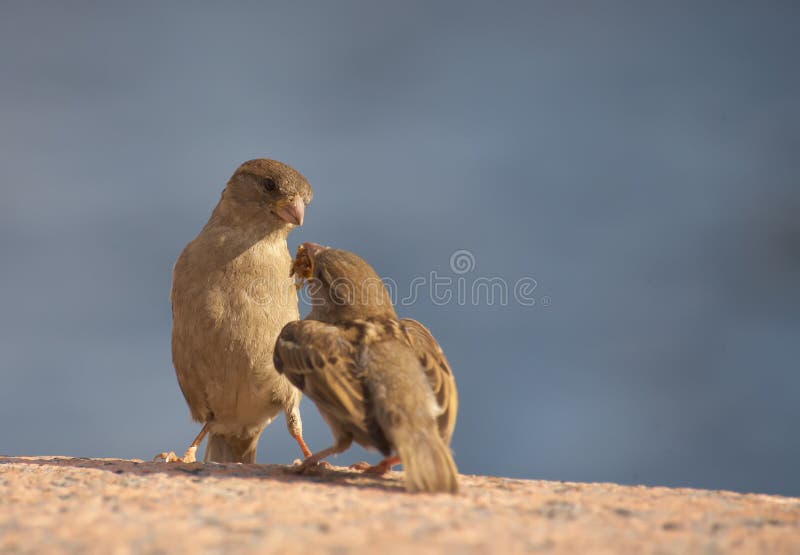 Two sparrows stock image. Image of focus, bill, worm - 11389879