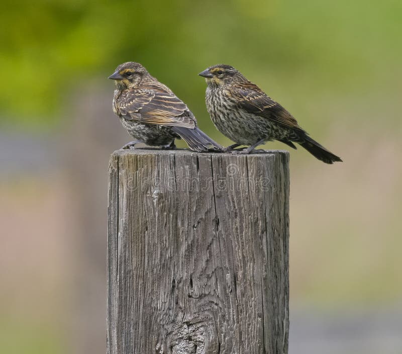 Two Sparrows stock photo. Image of sparrows, sparrow, love - 2145244