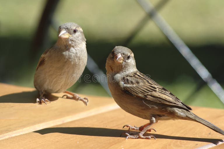 Two sparrows stock image. Image of sparrows, wildlife - 2375477