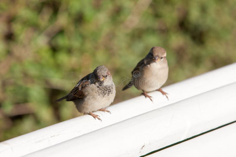 Two sparrows stock photo. Image of wing, nature, sparrow - 28205580