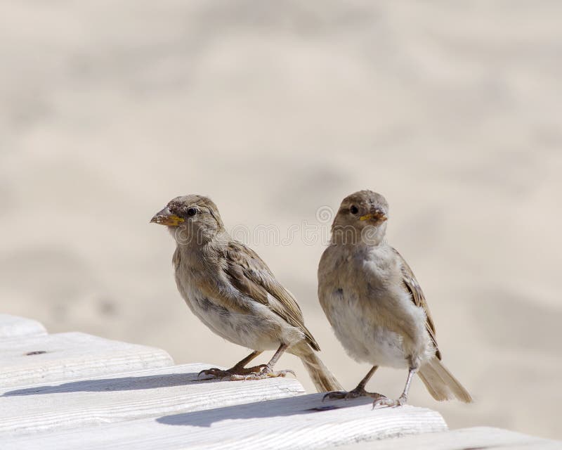 Two Sparrows Beach Stock Photos - Free & Royalty-Free Stock Photos from ...