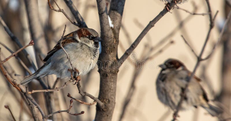 Two Sparrows on the Branches of a Tree Stock Image - Image of cold ...