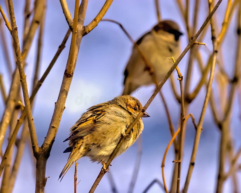 Two sparrows on the bushes stock photo. Image of beak - 158996440