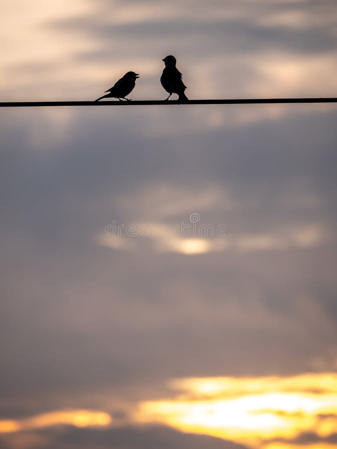 Two Sparrows Chatting at Sunset on a Wire Stock Image - Image of ...