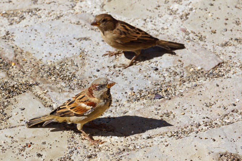 Two Sparrows stock photo. Image of sparrows, sparrow, love - 2145244