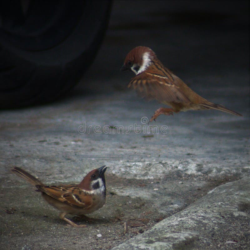 Two Sparrows Fighting, One Down and One Flying Above Stock Photo ...