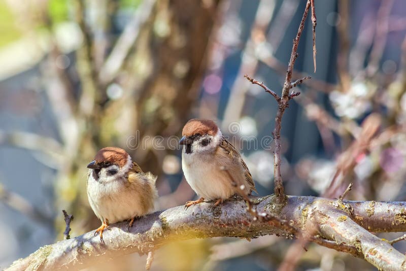 Two Sparrows on Flowering Branches of Apricot Tree Stock Image - Image ...