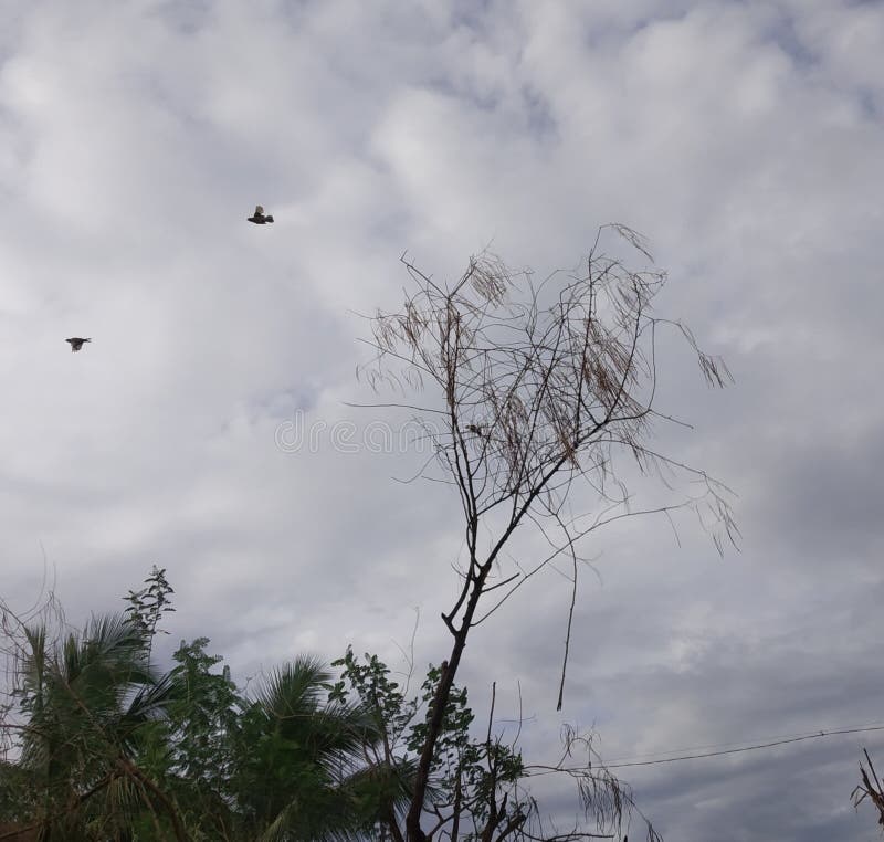 Two Sparrows Flying in Sky through Dry Tree Stock Image - Image of wind ...
