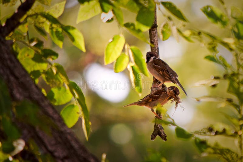 Sparrows Nest stock photo. Image of beginning, wildlife - 1369328