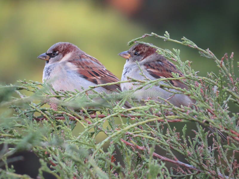 Two Sparrows stock image. Image of sparrows, landscape - 60611995