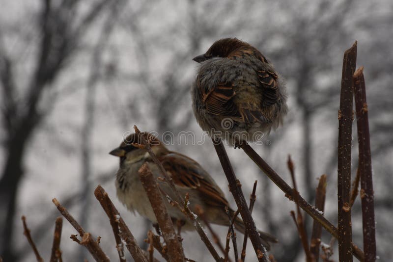 Two sparrows stock image. Image of cold, sparrow, birds - 84778783