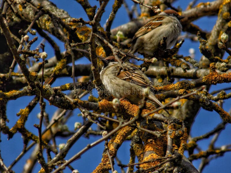 Two Sparrows Perched on Tree Branches Covered with Lichen. Stock Photo ...