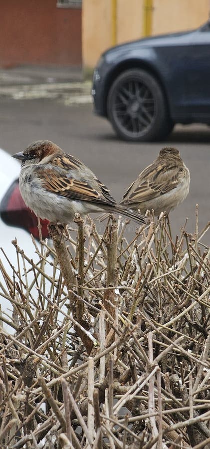 Two Sparrows Resting on Branches Stock Photo - Image of branch, small ...