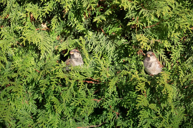 Two Sparrows Sit on Thuja Branches in the Park in Summer Stock Photo ...
