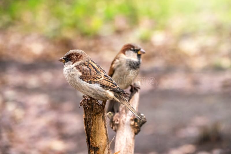 Two Sparrows Sitting On A Branch Stock Photo - Image of closeup, color ...