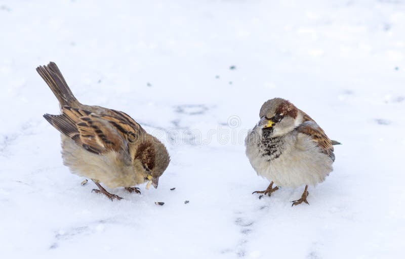 Two sparrows stock photo. Image of animal, beak, seed - 38791868